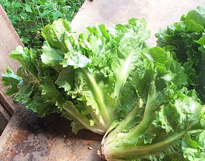 TTR - Escarole - Saving Dinner