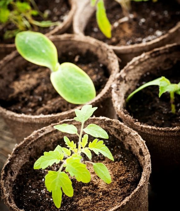 Let it grow! - Saving Dinner