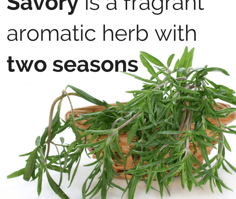 Timeless benefits of summer savory - Saving Dinner
